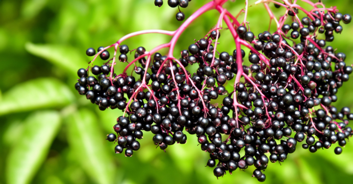 A természet egyik legnagyobb ajándéka: Fekete bodza - Receptneked.hu ...