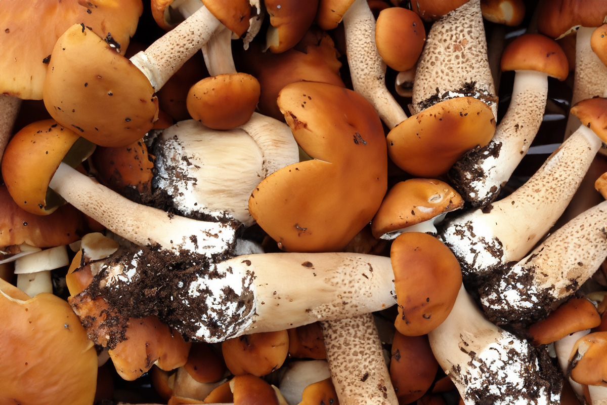 Így termessz te is gombát otthon! - Receptneked.hu - Kipróbált receptek ...