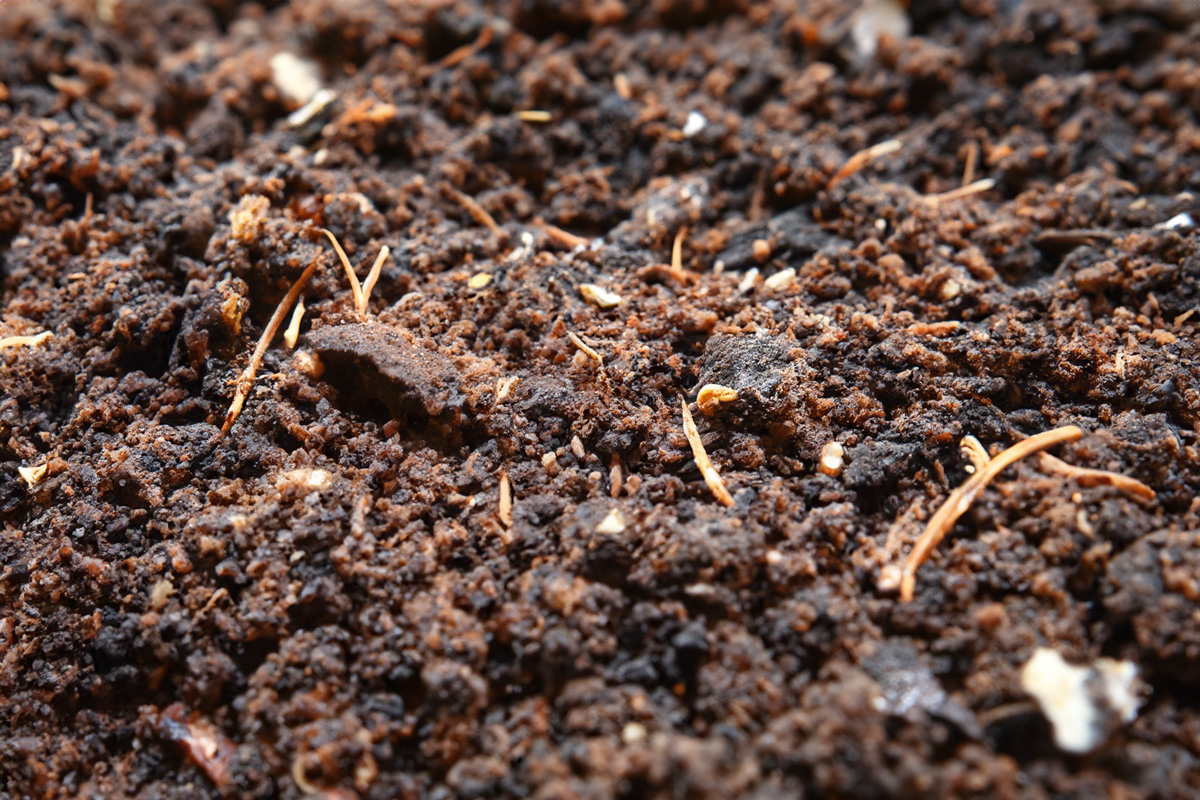 Így termessz te is gombát otthon! - Receptneked.hu - Kipróbált receptek ...